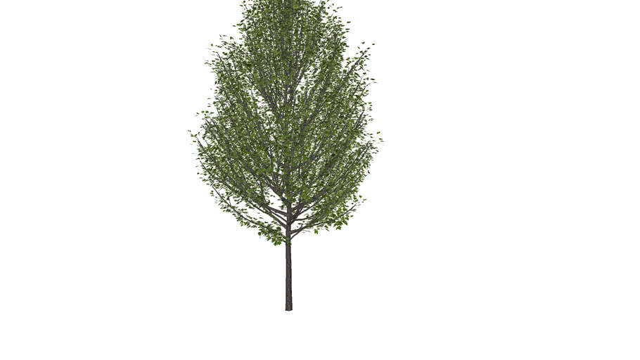 3D Landscape Tree - Acer Rubrum Red Maple | 3D Warehouse