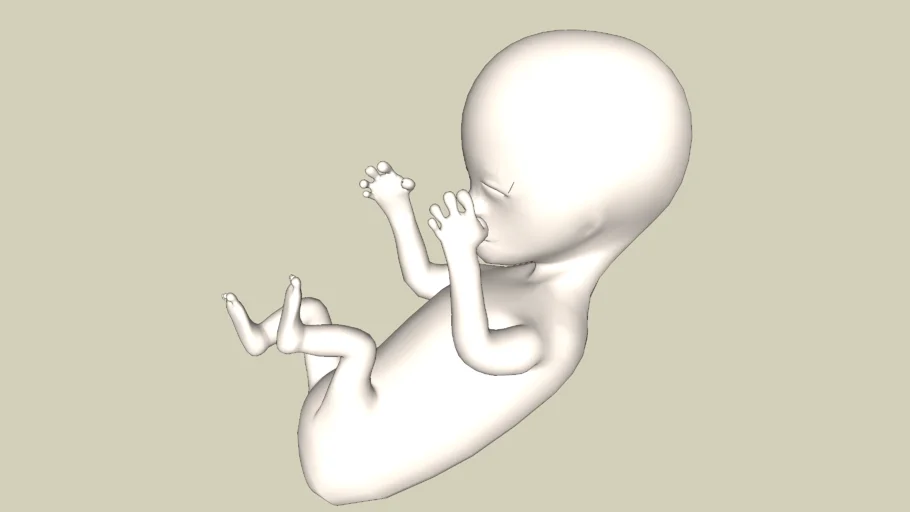 foetus unborn baby | 3D Warehouse