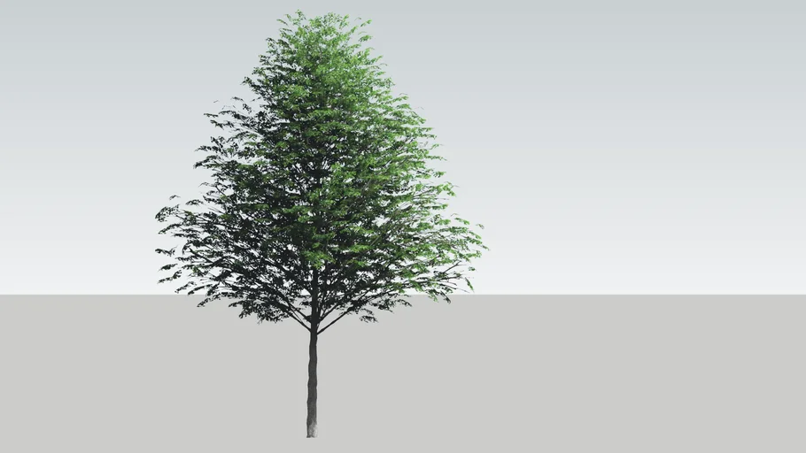 tree | 3D Warehouse