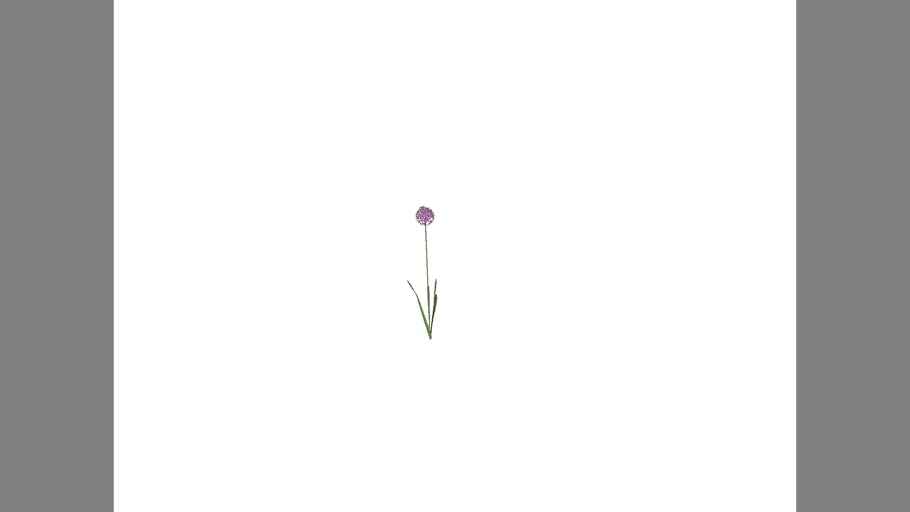 Allium | 3D Warehouse