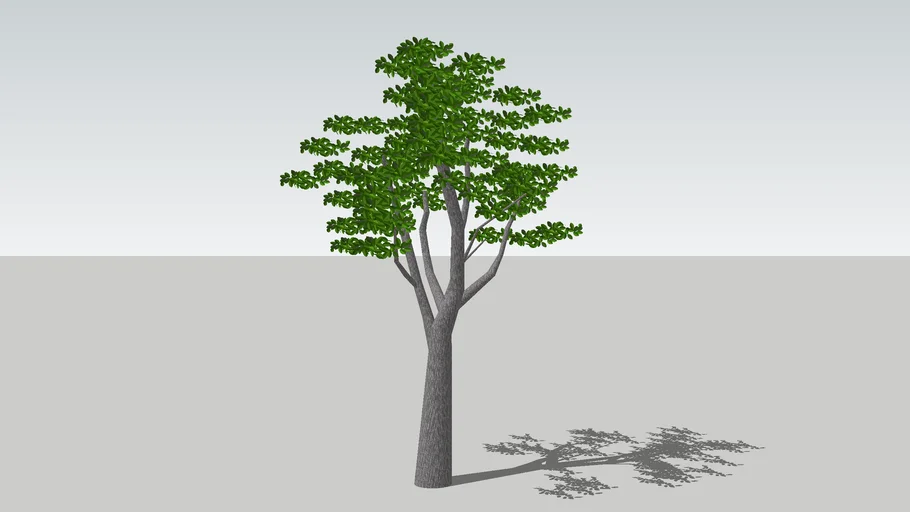 generic tree | 3D Warehouse