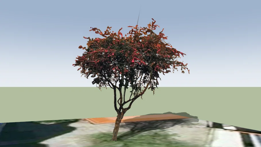 Kwitnące drzewo przy Kościele MBCZ w Zielonej Górze | 3D Warehouse