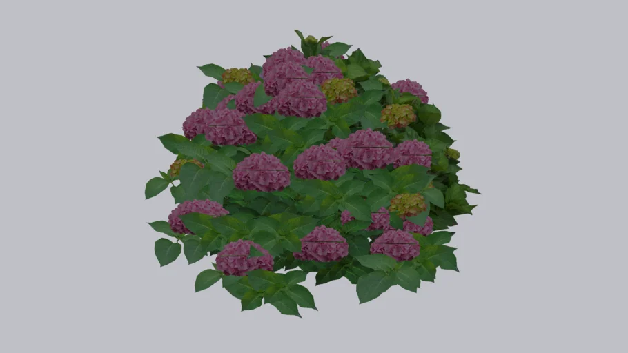 Pink Hydrangea | 3D Warehouse