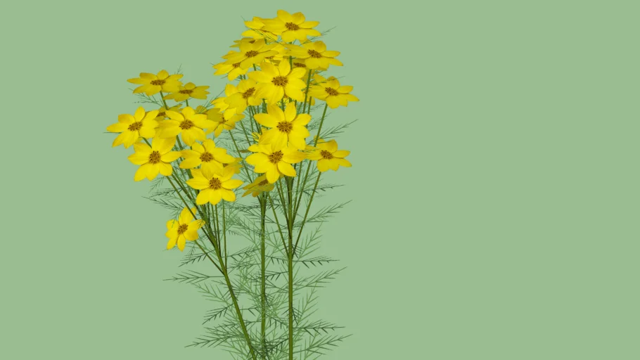 Threadleaf Coreopsis | 3D Warehouse