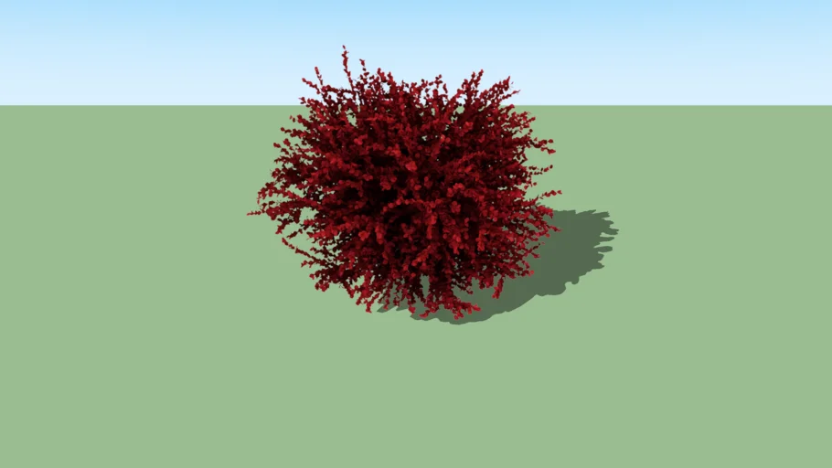 2d Berberis Bush 01 | 3D Warehouse