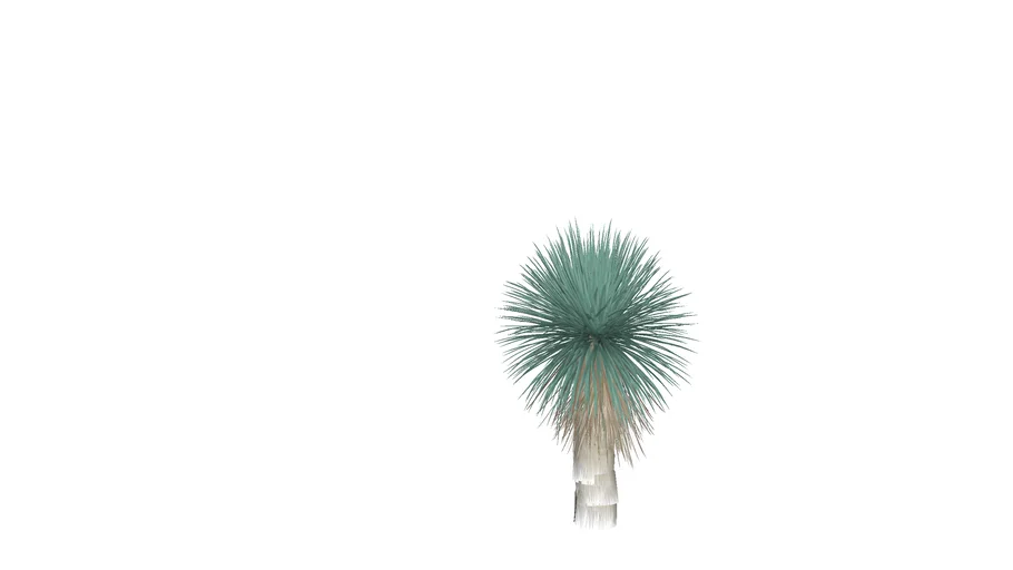Yucca rostrata | 3D Warehouse