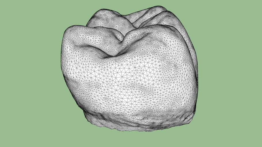 human tooth | 3D Warehouse