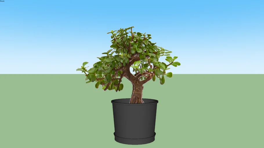 crassula ovata | 3D Warehouse