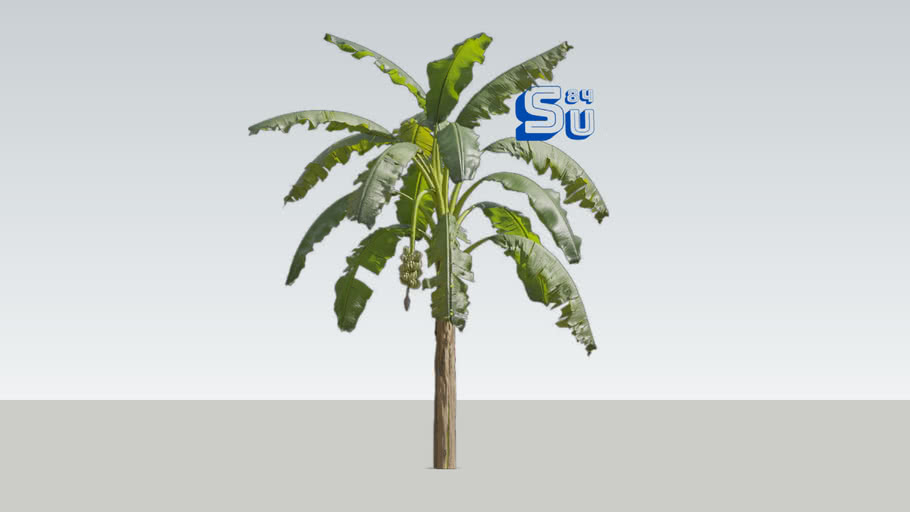 Cay chuoi 02 | 3D Warehouse