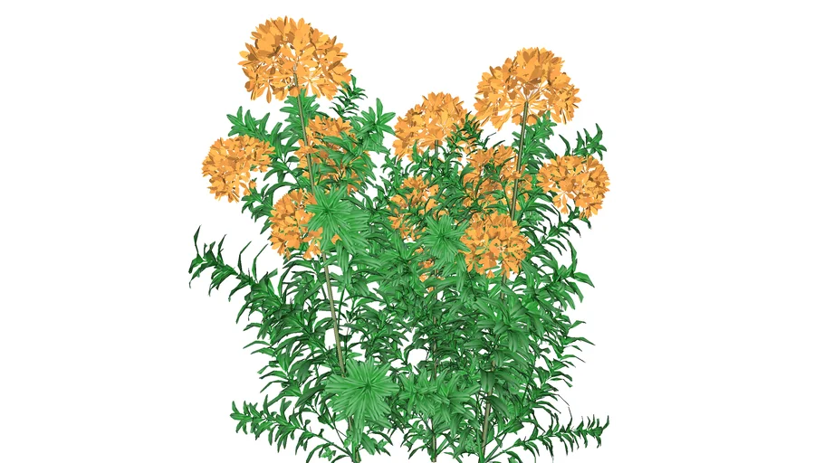 Ixora coccinea compacta - Ixora mini | 3D Warehouse