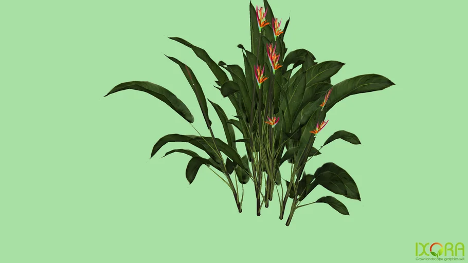 CAY MO KEC | 3D Warehouse