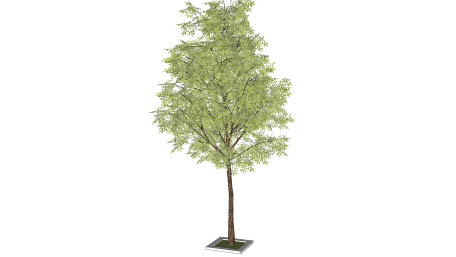 Tree | 3D Warehouse