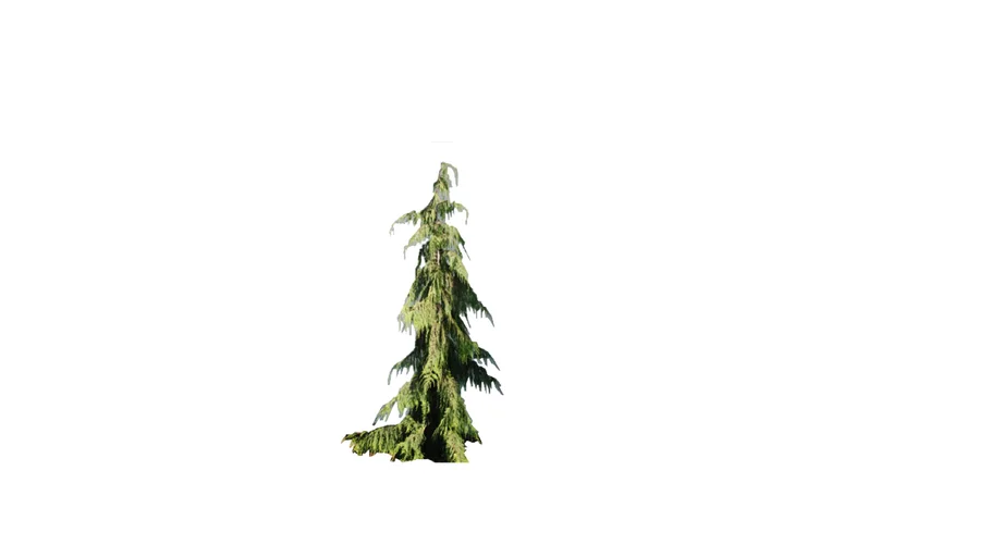 Weeping Alaskan Cedar | 3D Warehouse