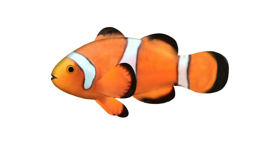 Clown Fish | 3D Warehouse