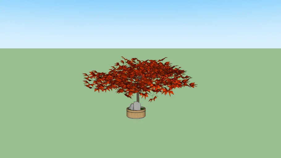Red Leaf Japanese Maple Bonsai | 3D Warehouse