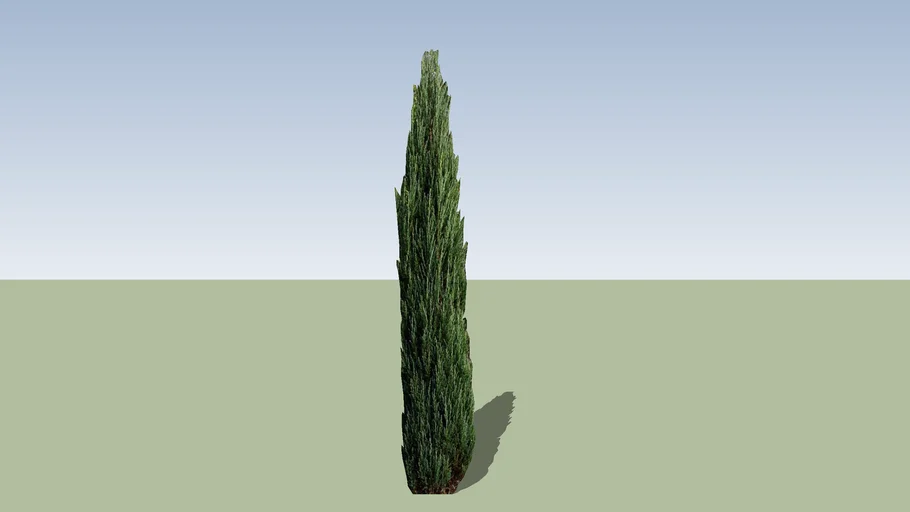 Juniperus scopulorum 'Skyrocket' | 3D Warehouse