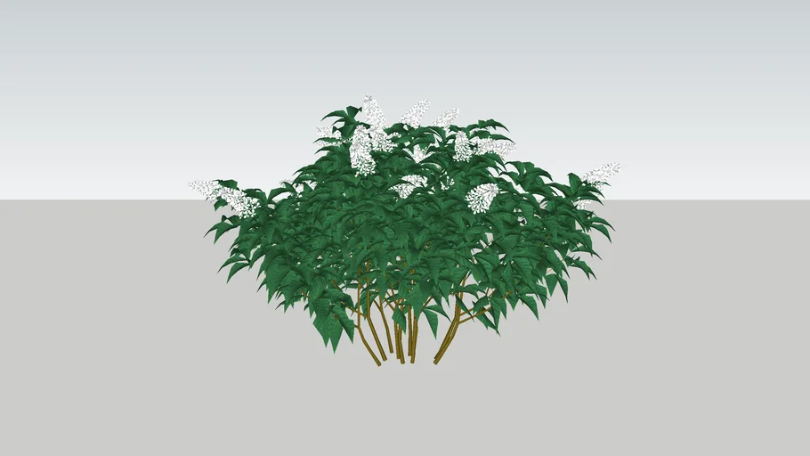 3D Landscape Plant - Deutzia gracilis 'Nikko' | 3D Warehouse