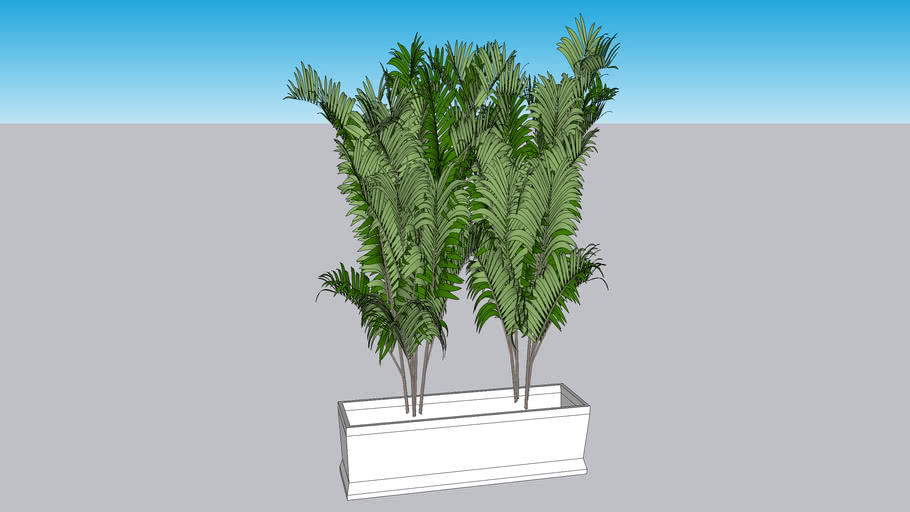 Palmeira Areca Bambu na Jardineira | 3D Warehouse