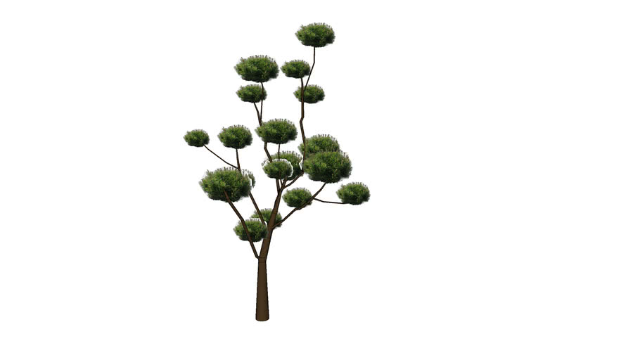 Cloud Tree | 3D Warehouse
