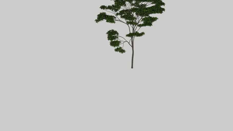 QUALITY TALL TREE 3DS | 3D Warehouse