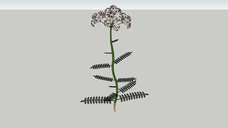 3 D YARROW | 3D Warehouse