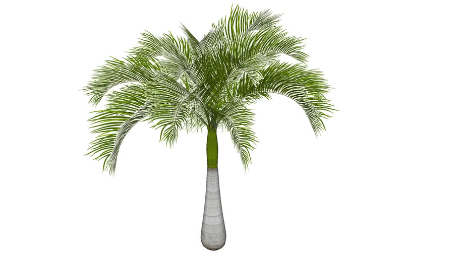 Areca | 3D Warehouse