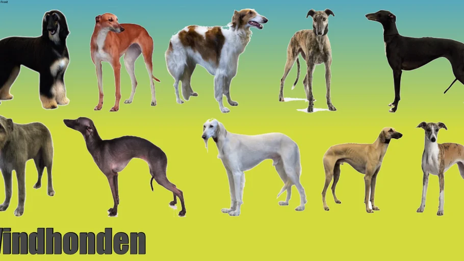 Windhonden | 3D Warehouse