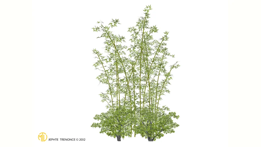 Jeph-T+Bamboo+with+Shrub.skp | 3D Warehouse