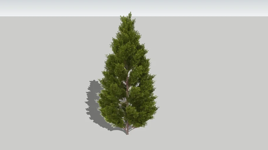 2D Dwarf Spruce 4-foot 7-inches] | 3D Warehouse