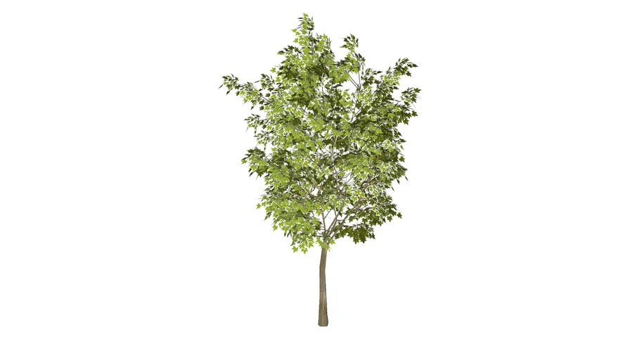 Tree | 3D Warehouse
