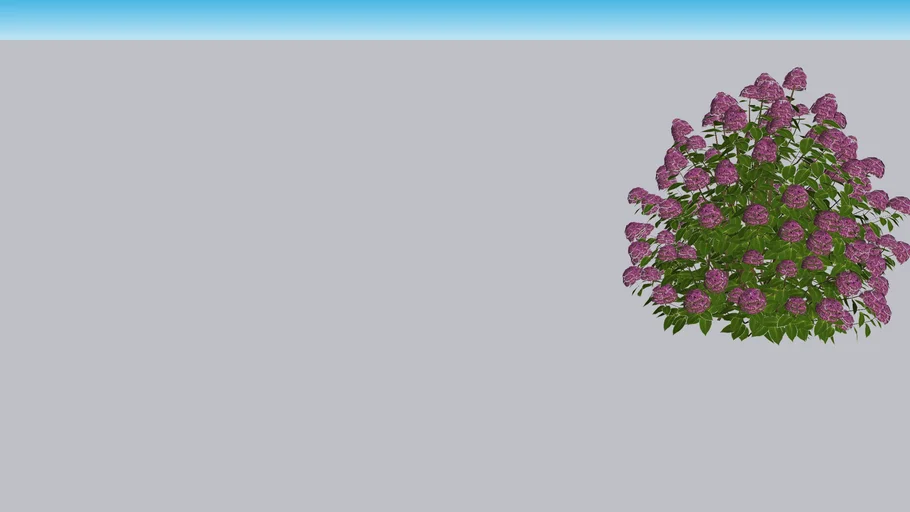 Hydrangea Pink | 3D Warehouse