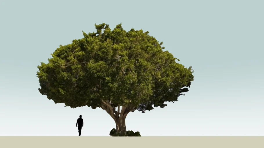 Tree 2d | 3D Warehouse