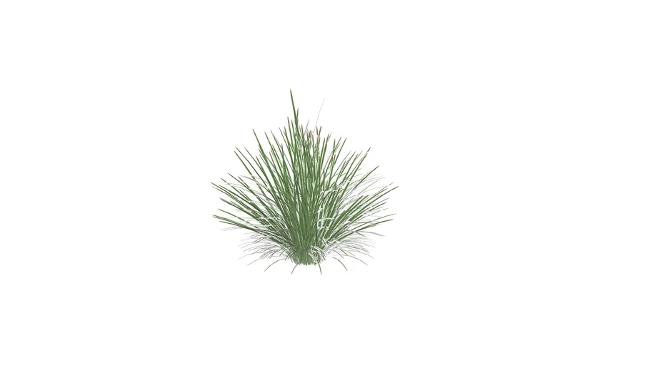 Ornamental Grass | 3D Warehouse