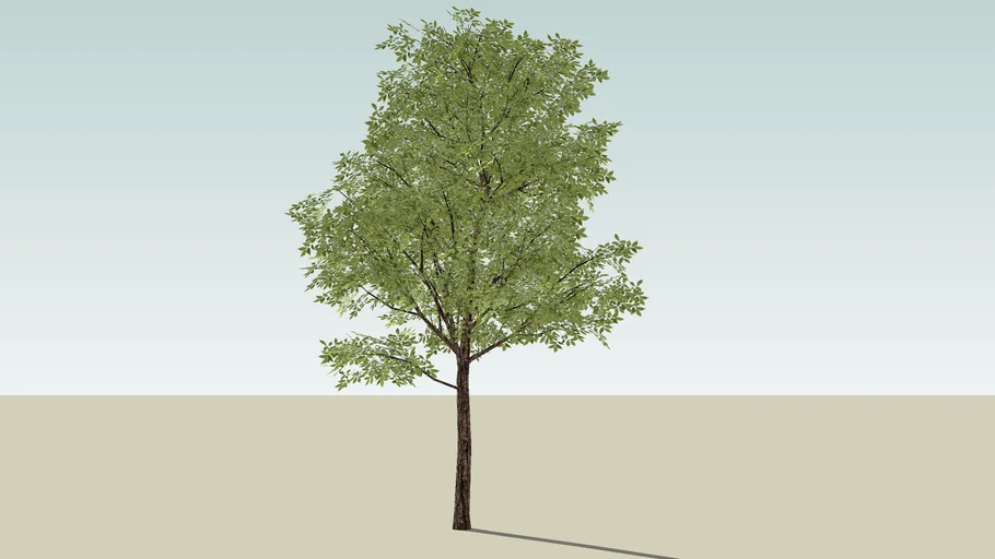 Arvore 3 | 3D Warehouse