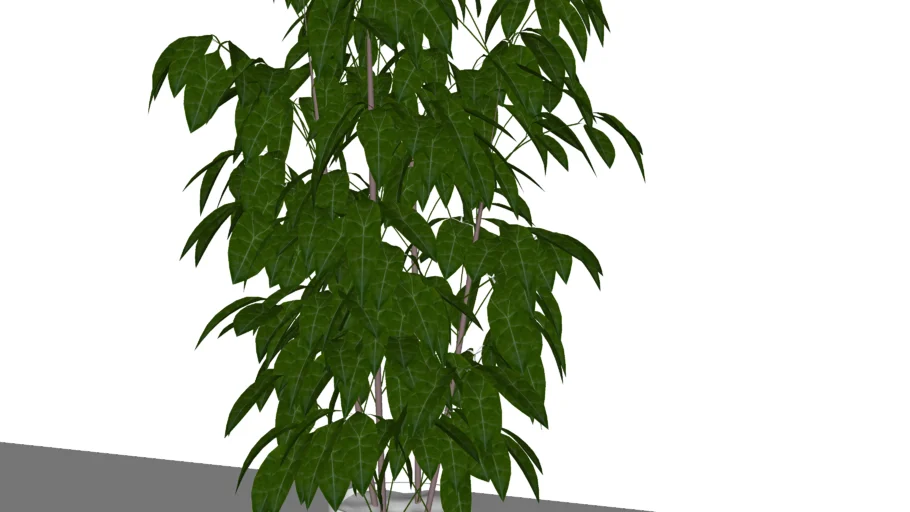 Small Tree Max | 3D Warehouse