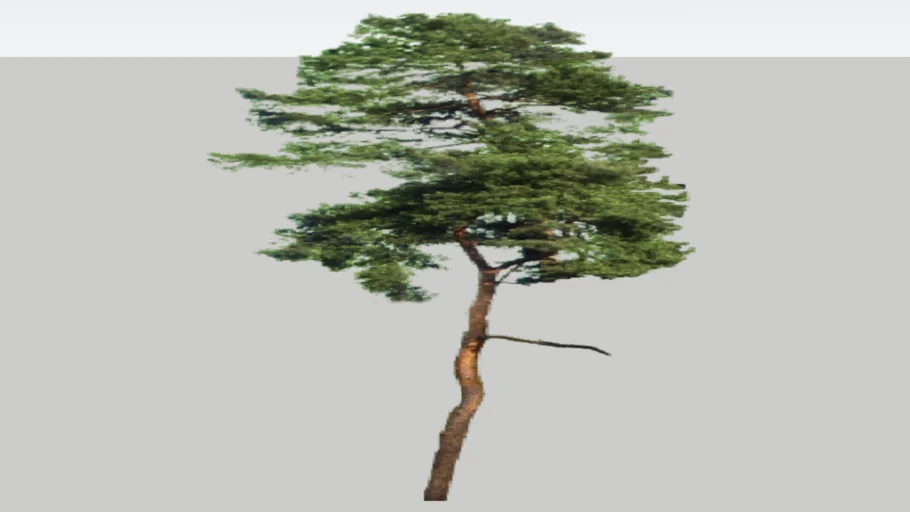 Pine Tree | 3D Warehouse