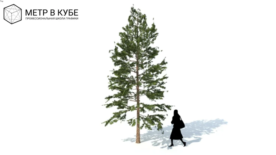 Low poly 3d conifer tree (052) | 3D Warehouse