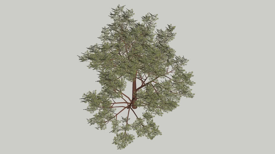 Large tree very detailed (low poly version) | 3D Warehouse