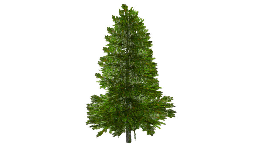 Pinus | 3D Warehouse