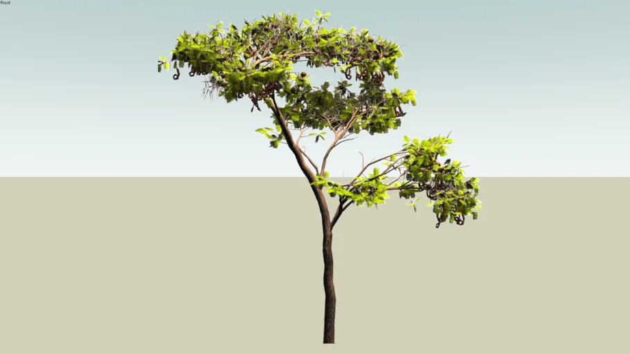 plant 2d | 3D Warehouse