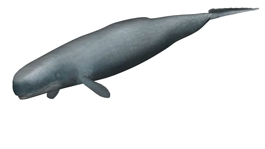 whale 4 | 3D Warehouse