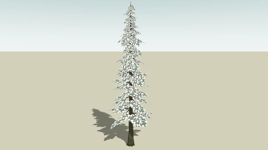 Fir Tree | 3D Warehouse