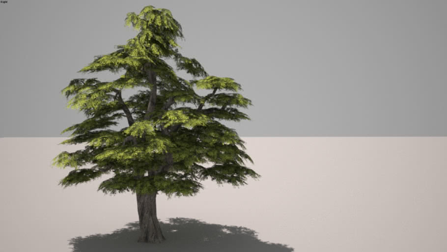 ASH TREE | 3D Warehouse