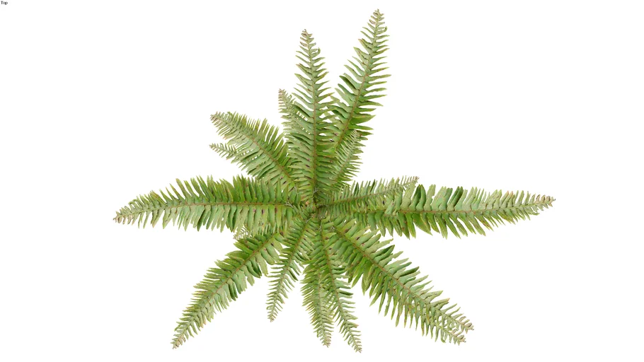 Fern 3D model Blechnum spicant | 3D Warehouse