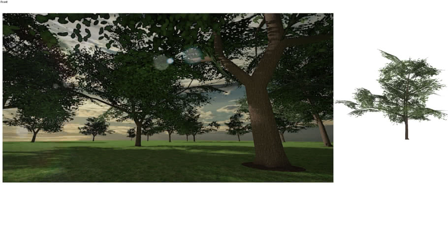 3D Oak Tree | 3D Warehouse