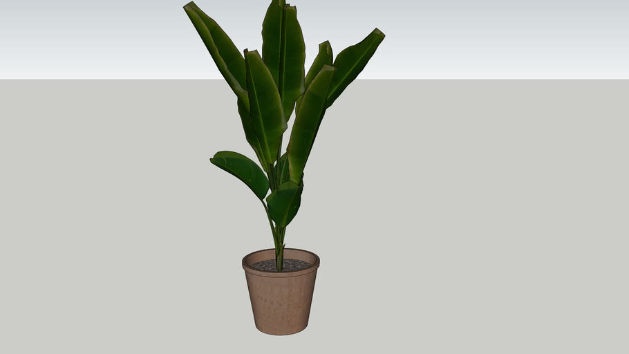 Strelitzia Reginae 1 | 3D Warehouse