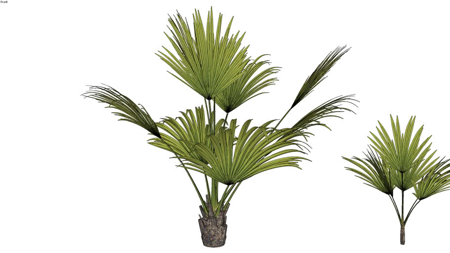 Palms Livistona chinensis | 3D Warehouse