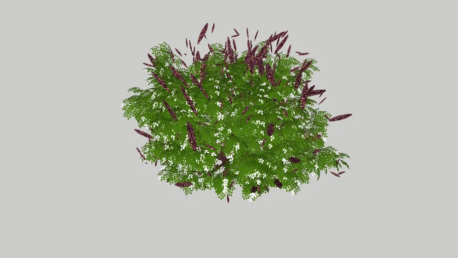 Amorpha fruticosa Amorfa krzewiasta | 3D Warehouse