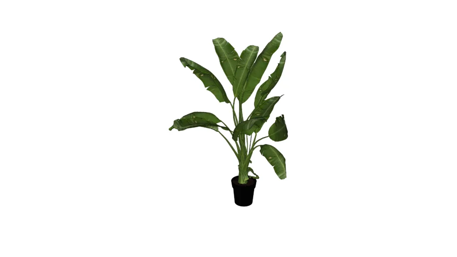 Banana Tree | 3D Warehouse