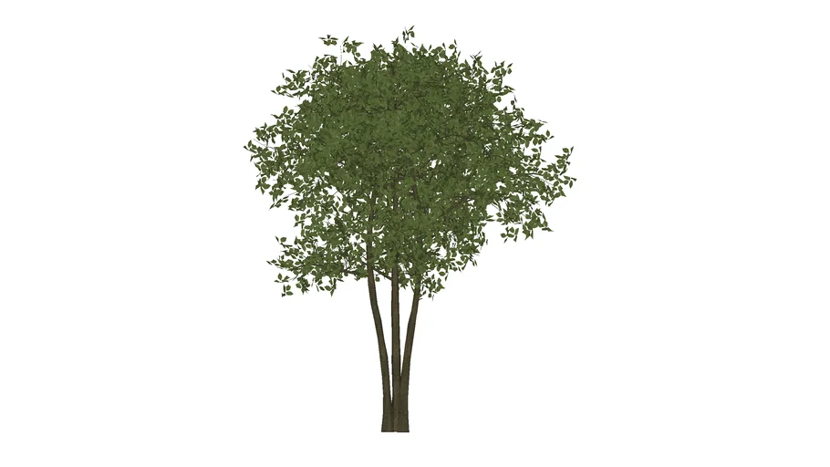 Tree Sketchup Warehouse Ficus Concinna Tree Sketchup Models Free